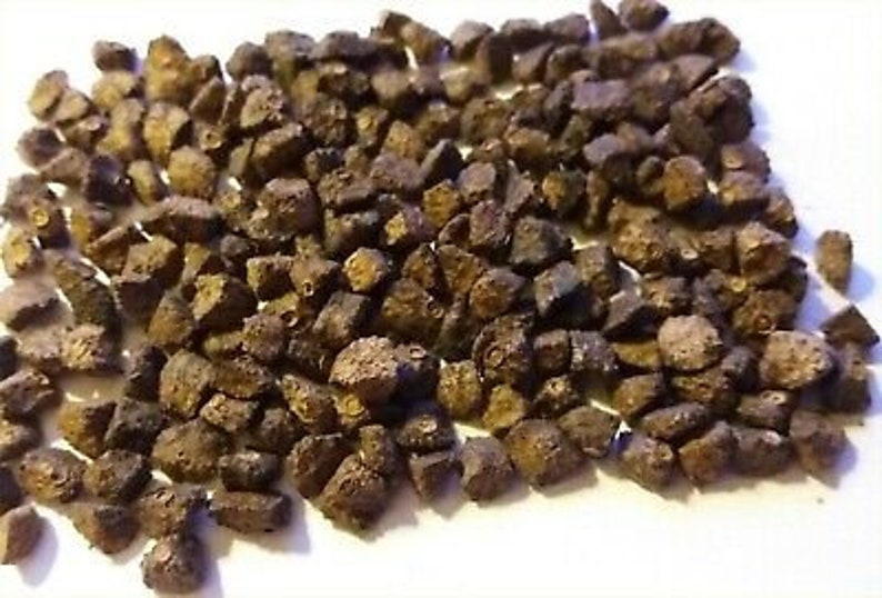 MUSA X PARADISIACA Banana 10 Seeds - Etsy UK