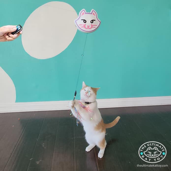 The Ultimate pink Kat Toy Special Edition Bundle - Etsy