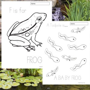 Printable Frogs and Tadpoles Literature-based Unit Study, Frog Life ...
