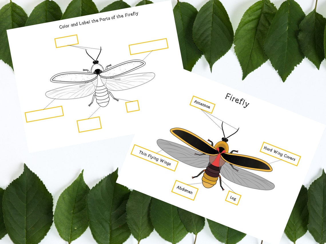 Printable Firefly Unit Study, Summer Learning Activities Lightning Bug ...