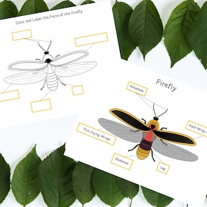 Printable Firefly Unit Study, Summer Learning Activities Lightning Bug ...