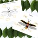 Printable Firefly Unit Study, Summer Learning Activities Lightning Bug ...