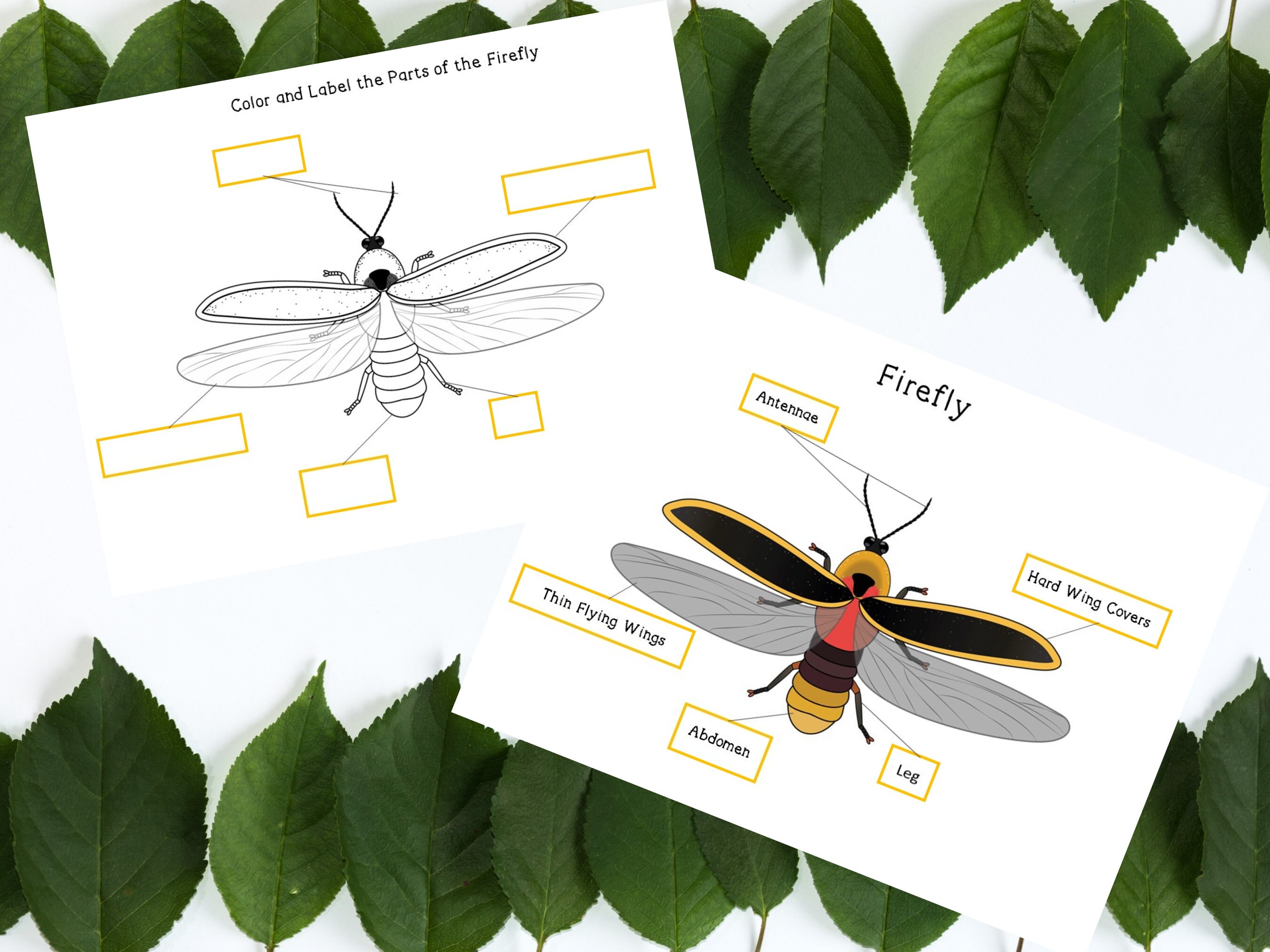 Printable Firefly Unit Study, Summer Learning Activities Lightning Bug ...