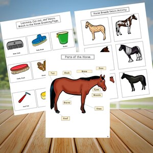 Printable Horses and Ponies Unit Study, Literature-based Unit Study ...