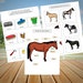 Printable Horses and Ponies Unit Study, Literature-based Unit Study ...