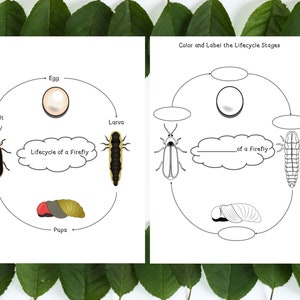 Printable Firefly Unit Study, Summer Learning Activities Lightning Bug ...