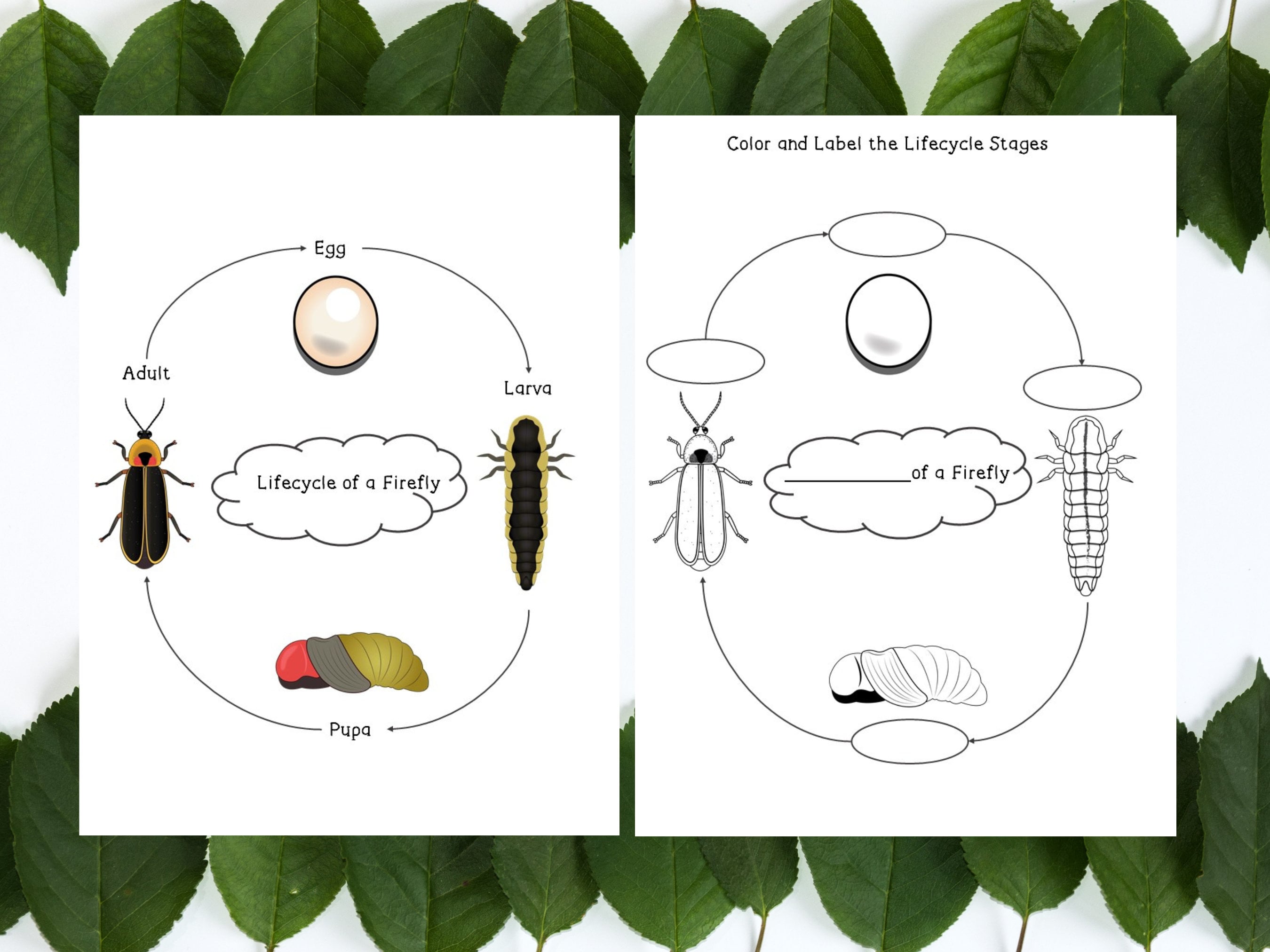 Printable Firefly Unit Study, Summer Learning Activities Lightning Bug ...