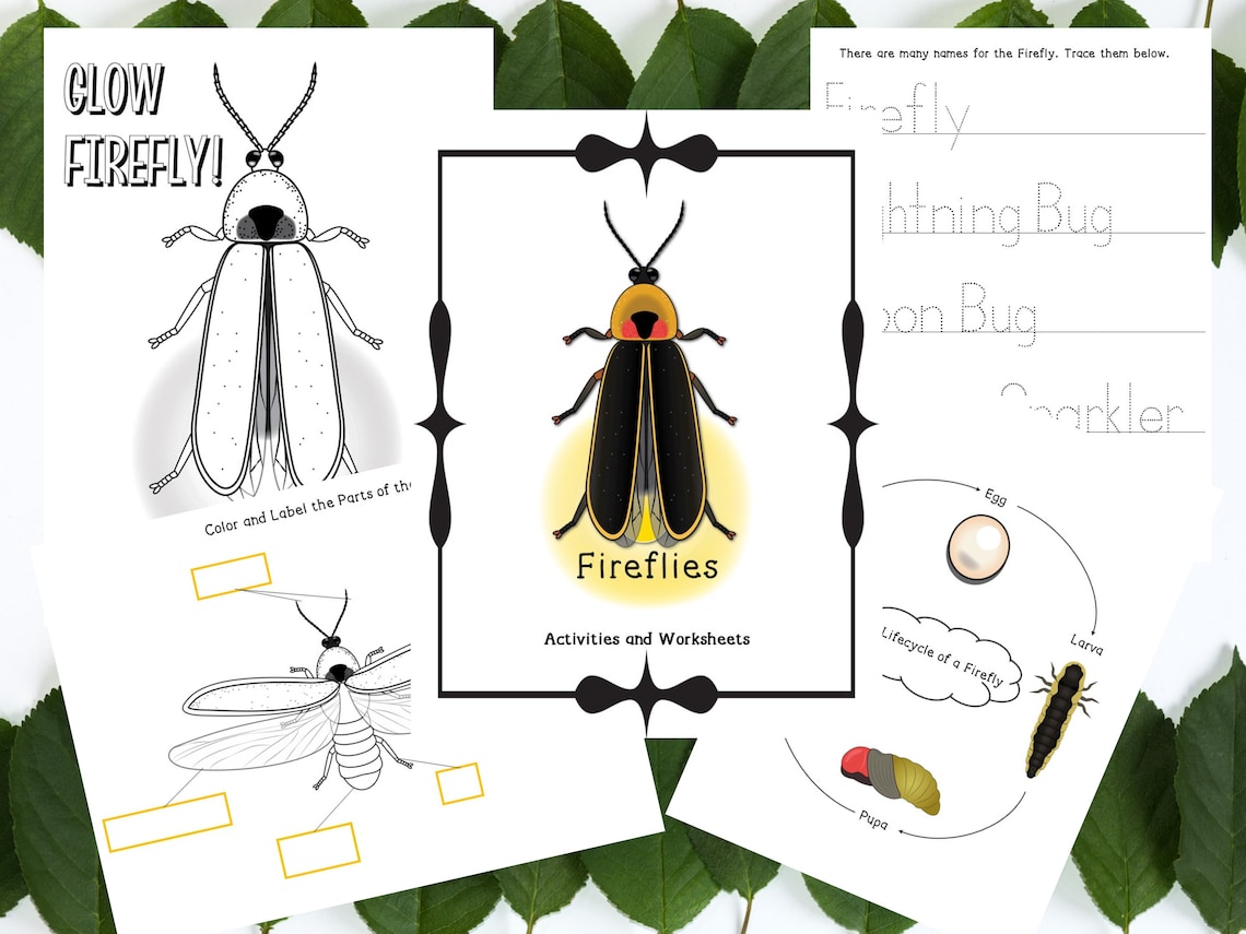 Printable Firefly Unit Study, Summer Learning Activities Lightning Bug ...
