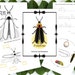 Printable Firefly Unit Study, Summer Learning Activities Lightning Bug ...