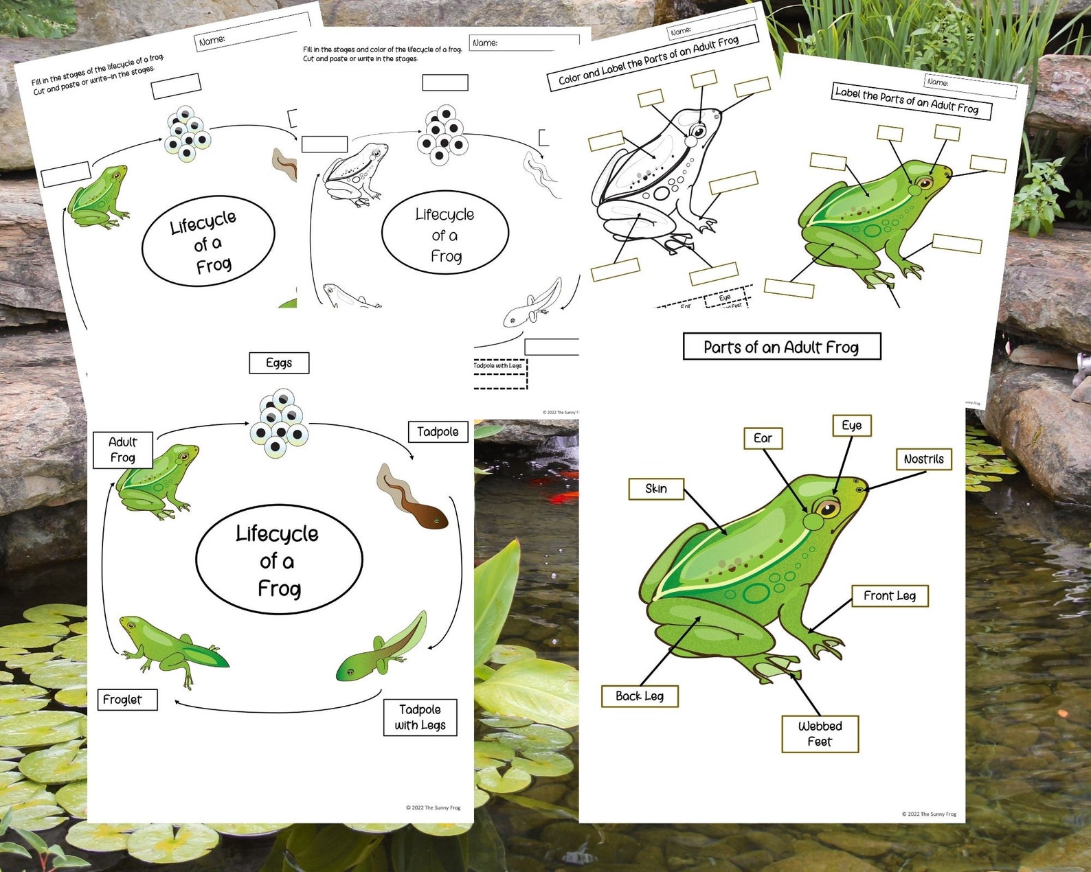 Printable Frogs and Tadpoles Literature-based Unit Study, Frog Life ...