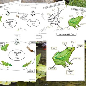 Printable Frogs and Tadpoles Literature-based Unit Study, Frog Life ...