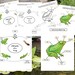 Printable Frogs and Tadpoles Literature-based Unit Study, Frog Life ...