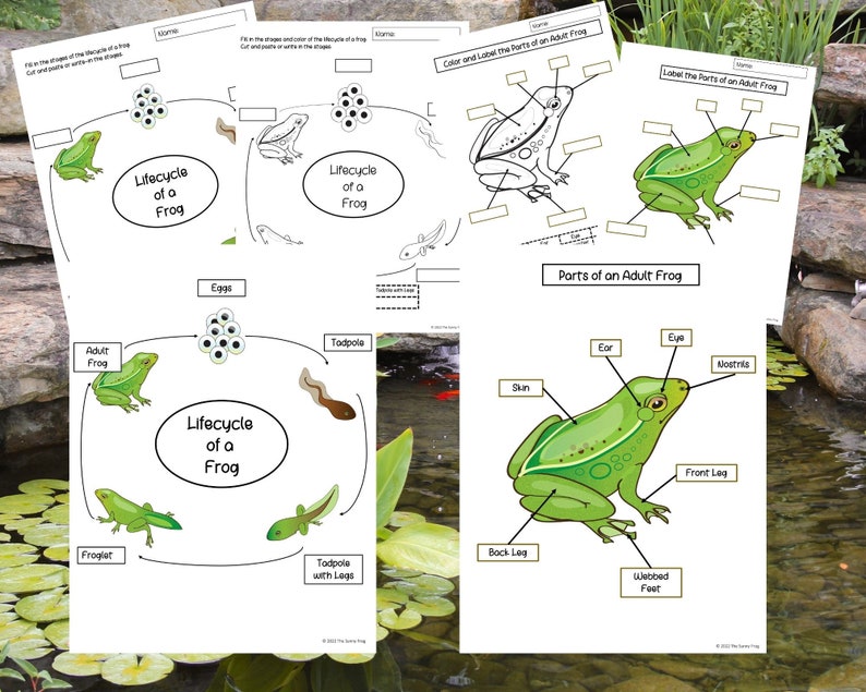 Printable Frogs and Tadpoles Literature-based Unit Study, Frog Life ...