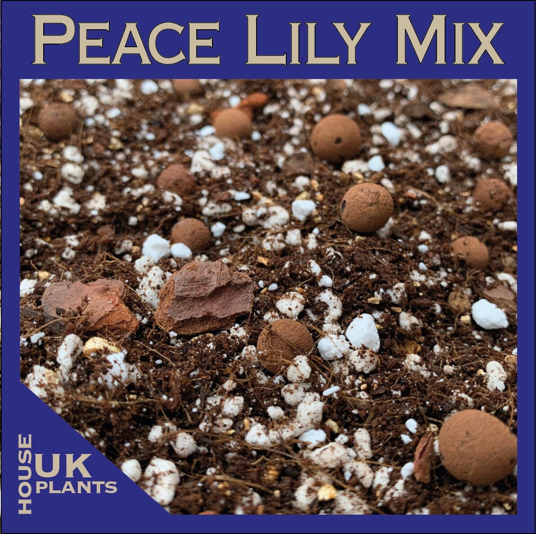PEACE LILY Repotting Soil Mix (spathiphyllum, Wallisii, Krochii ...