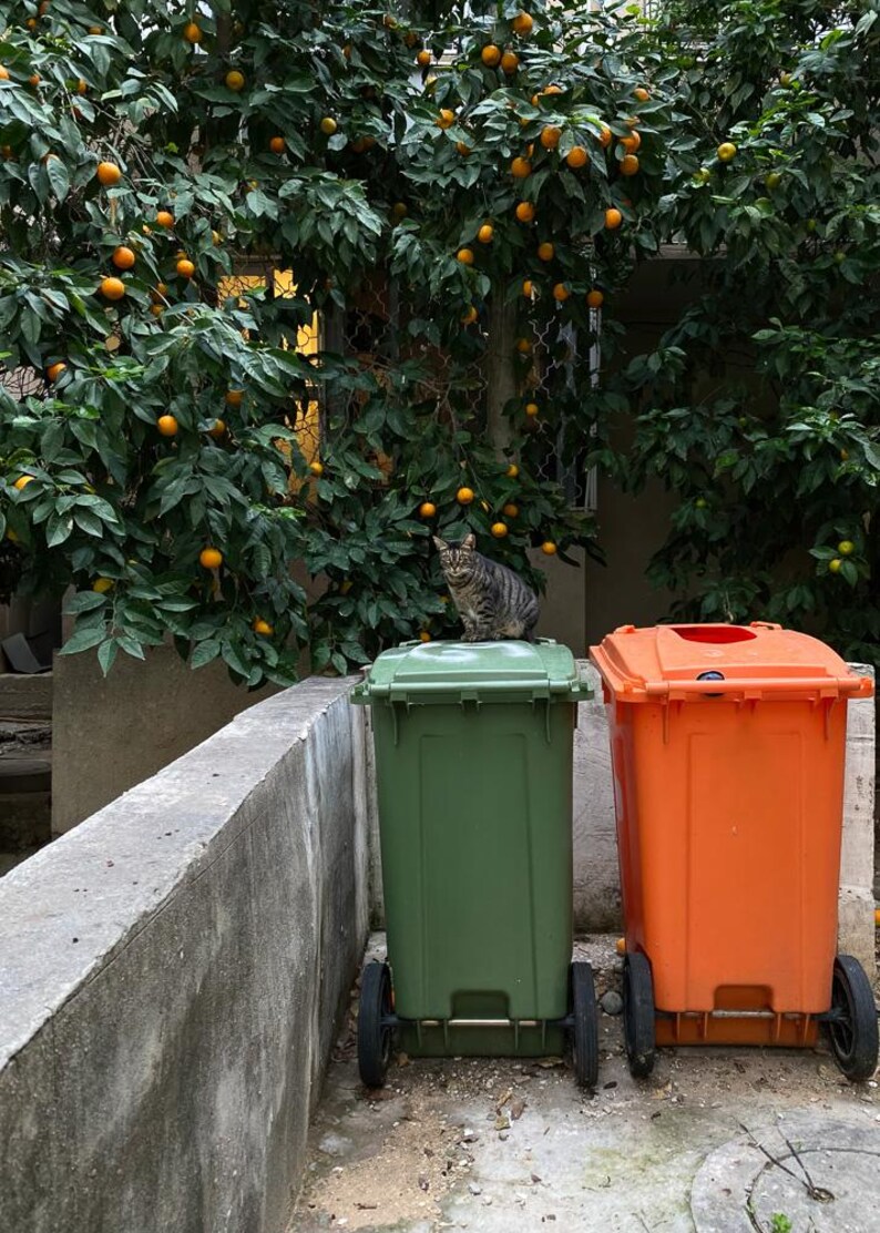 Tel Aviv Green & Orange Garbage Boxes – Urban Color Wall Art, Israel ...