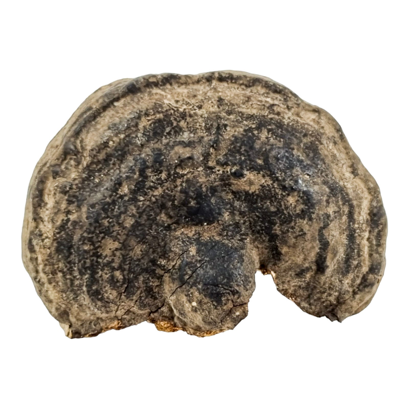 Vintage large tree conk shelf mushroom fungus paperweight — Rita's Bazaar