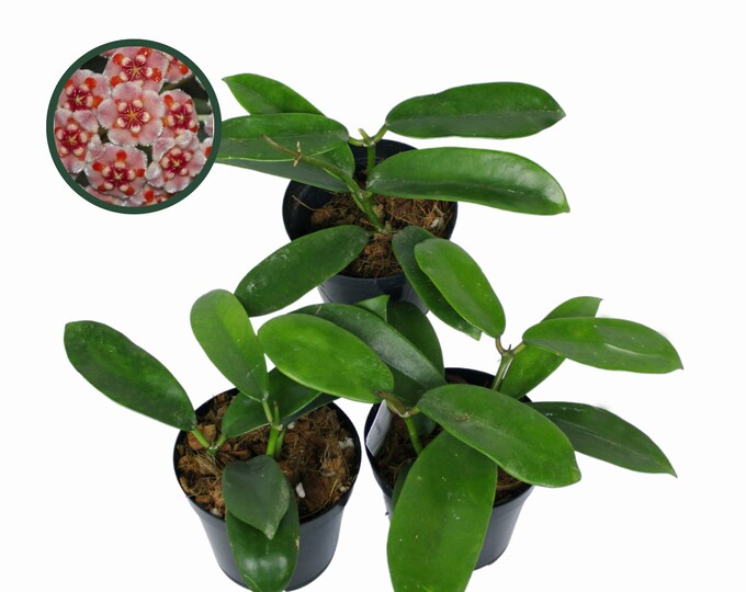 Hoya Meliflua, Fast Growing Easy Care Hoya, Live Rare Indoor ...