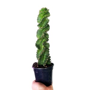 Cereus Forbesii Spiralis, Drought Tolertant, Tornado Cactus, Spiral ...