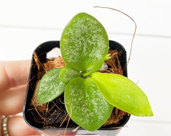 Hoya Collina Splash - Etsy