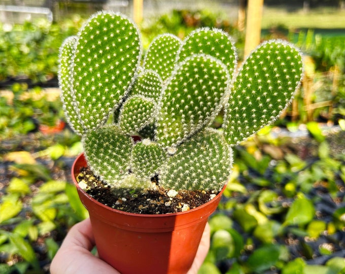Opuntia Microdasys, Bunny Ear Cactus, Drought Tolerant, Easy Care ...