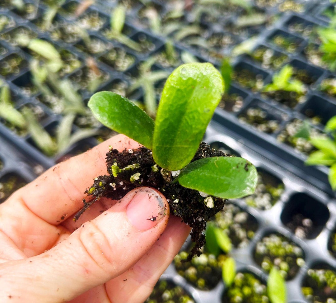 Hoya Rotundiflora, Square-shaped Leaves, Rare Rooted Hoya Plant ...