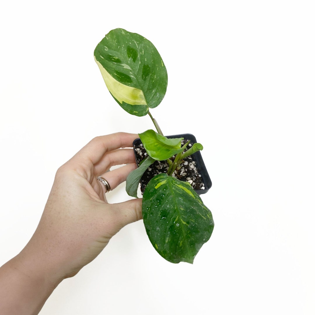 Maranta Beauty Kim Variegated Prayer Plant Maranta - Etsy