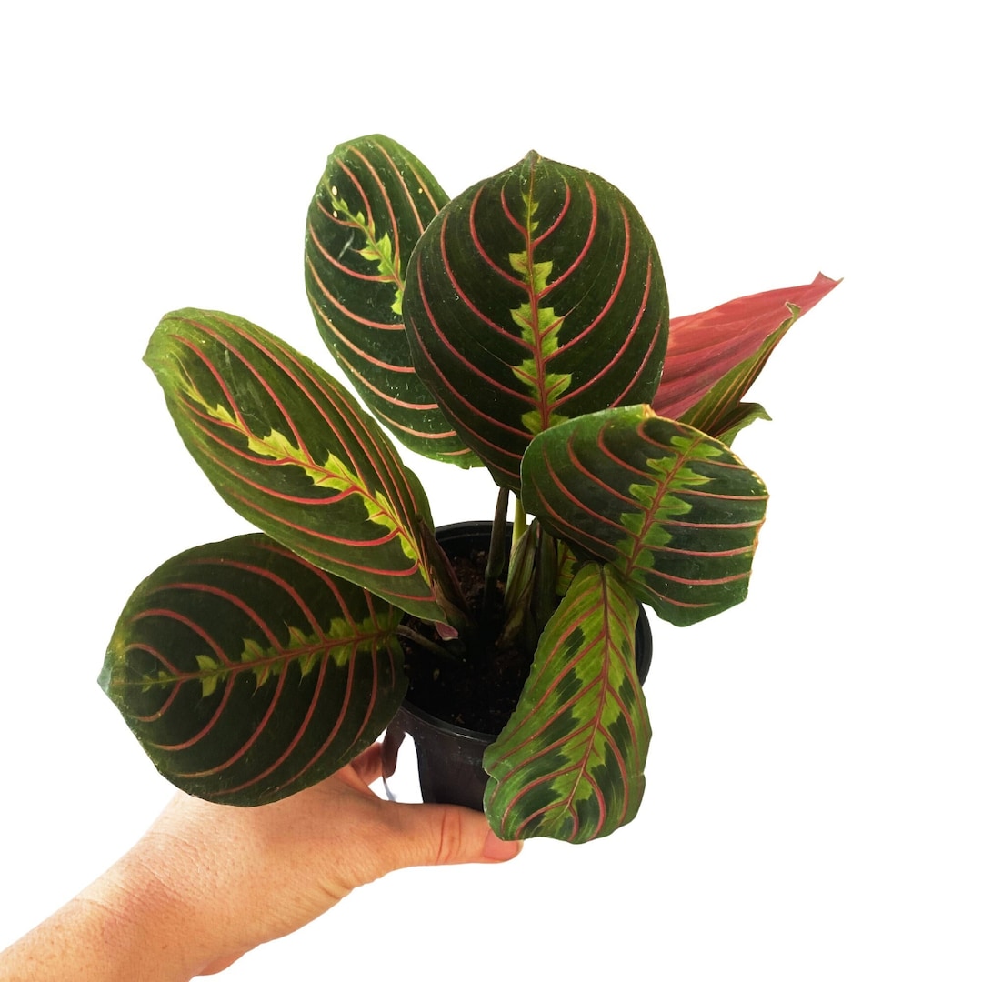 Prayer Plant, Red Maranta, Leuconeura Erythroneura, Live Houseplant ...