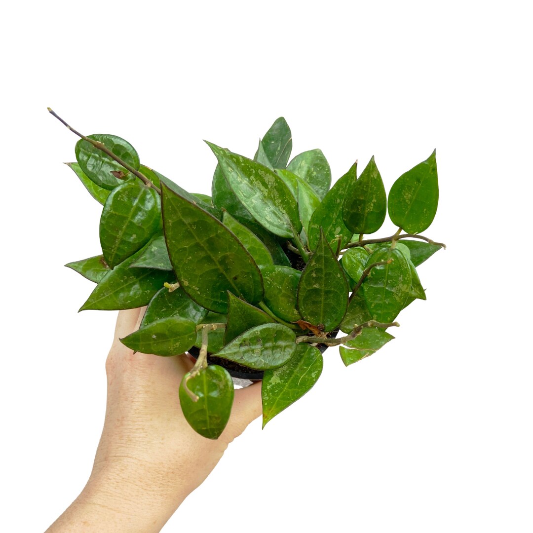 Hoya Parasitica Black Margins, Heart Leaf Hoya, Rare Hoya Plant, Pet ...
