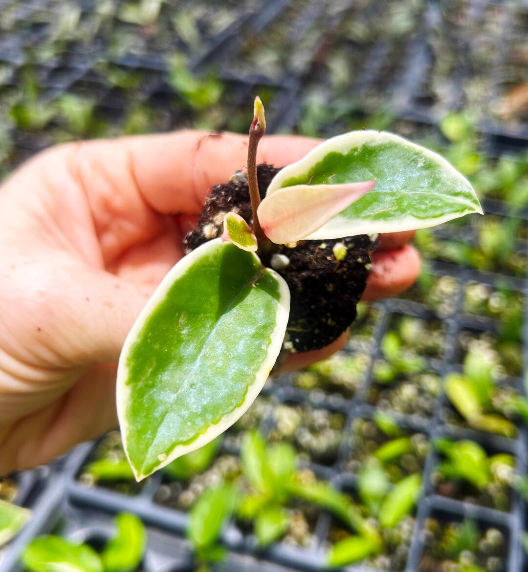 Hoya Carnosa Krimson Queen, Hoya Carnosa Tri-color, Hoya Carnosa ...