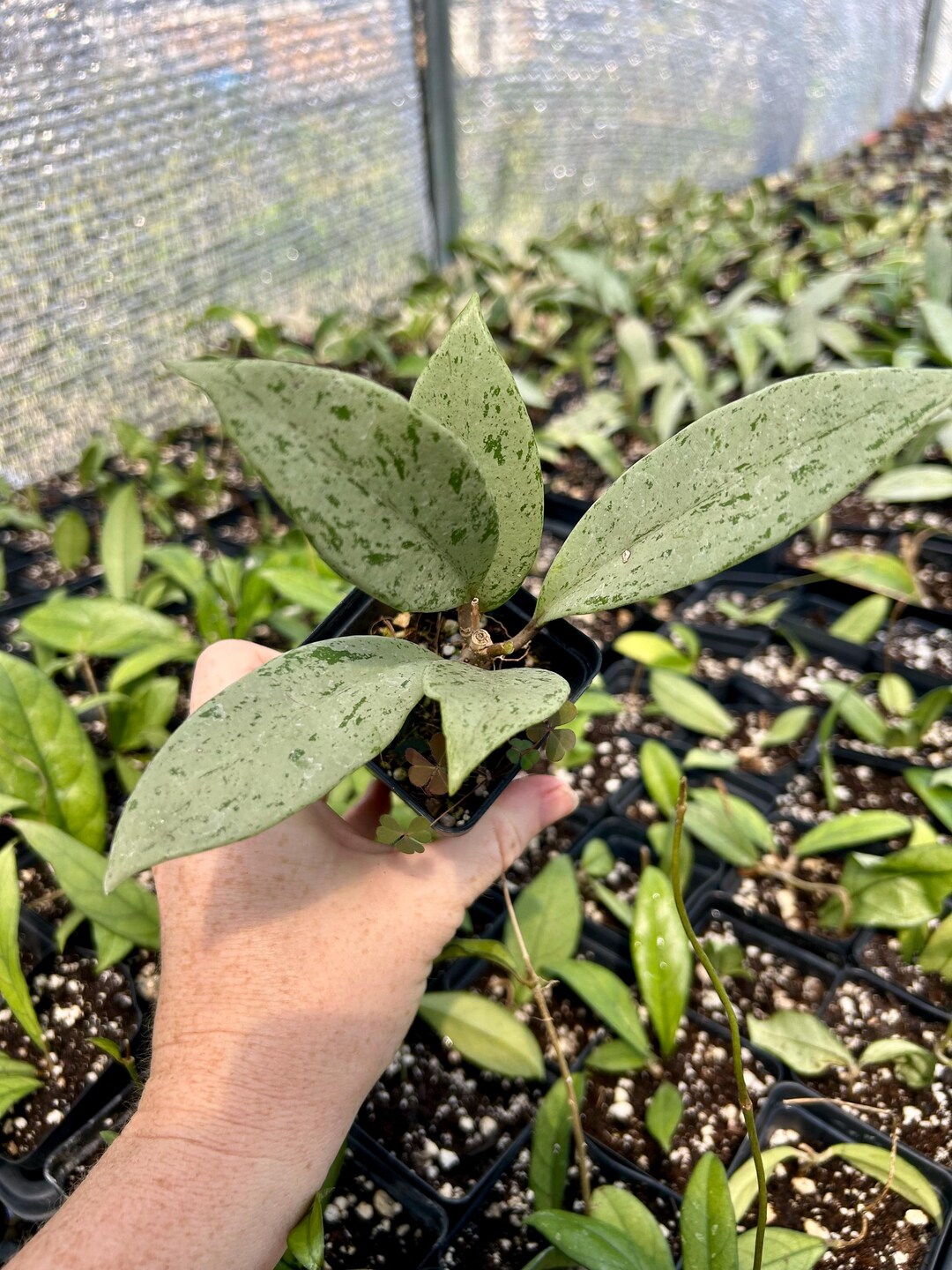 Hoya Pubicalyx Pink Silver Ghost, Silver Splash, Hoya Live Houseplant, Pet Safe Plant - Etsy