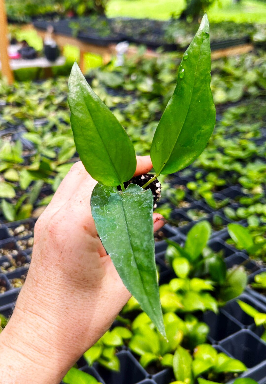 Epipremnum Skeleton Key, Skeleton Key Pothos, Epipremnum Pinnatum, Live ...