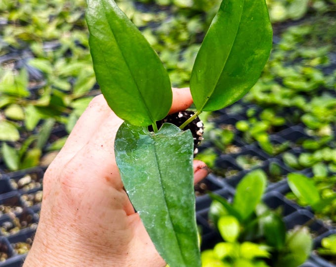 Epipremnum Skeleton Key, Skeleton Key Pothos, Epipremnum Pinnatum, Live ...