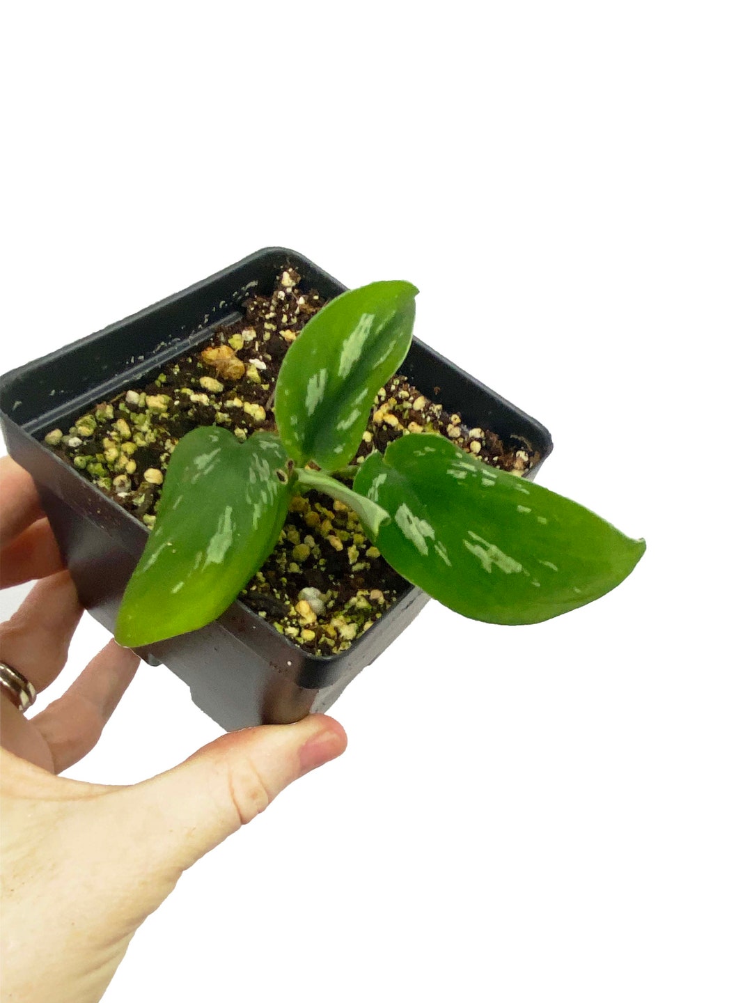 Scindapsus Tricolor, Tri-color Borneo, Devil's Ivy, Silver Satin Pothos ...