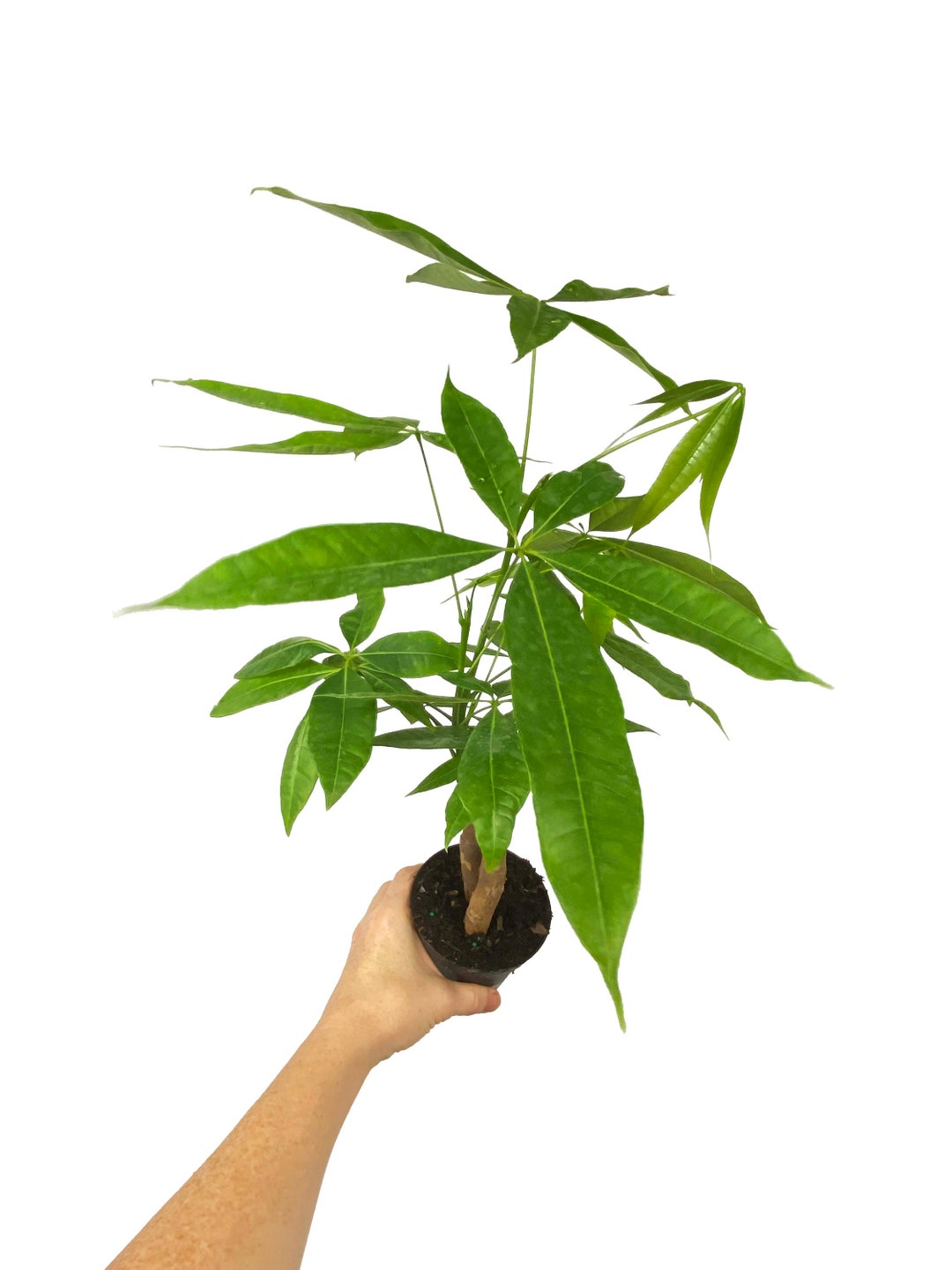 Money Tree, Braided, Pachira Aquatica, Good Luck Tree, Lucky Guiana ...
