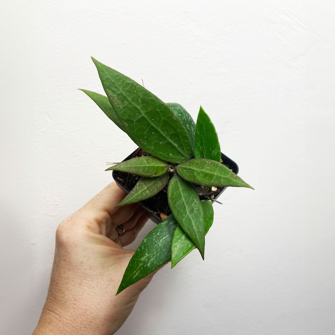 Hoya Parviflora Splash Silver Splash Wax Plant Pet Safe - Etsy