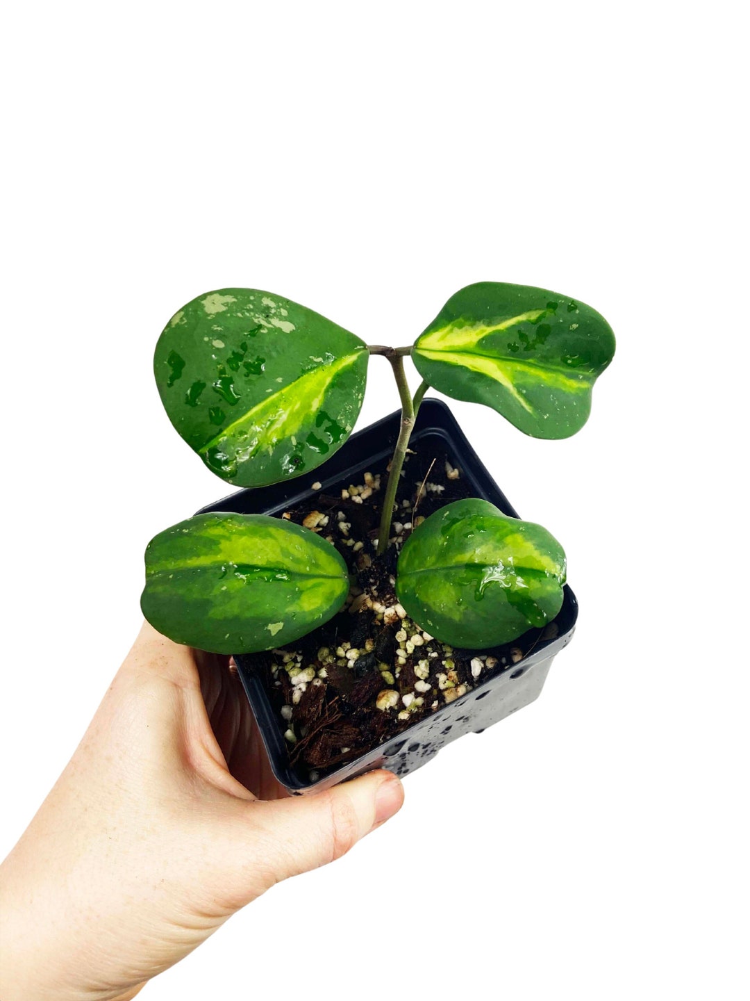 Hoya Obovata Variegated, Variegated Obovata Hoya, Wax Plant, Rare ...