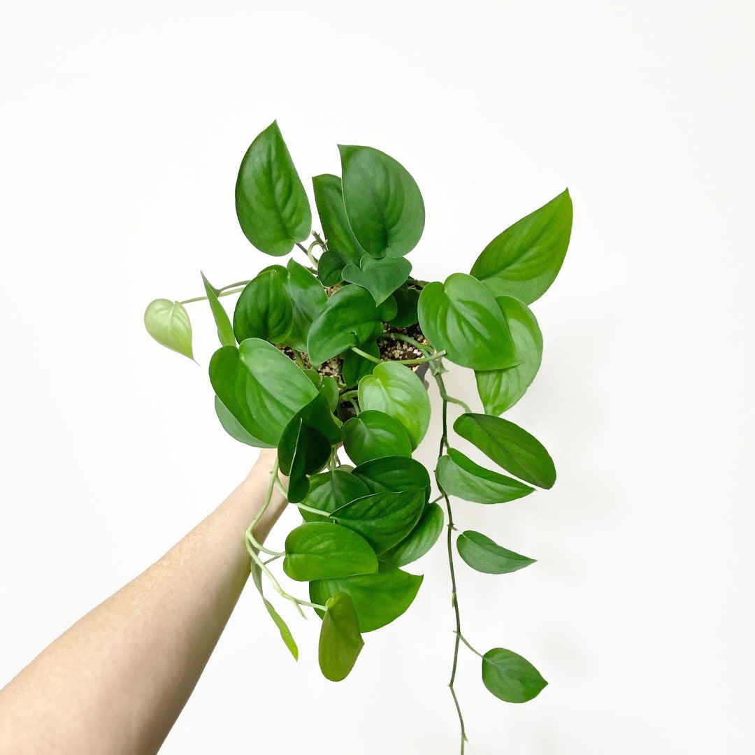 Jade Scindapsus, Scindapsus Jade Satin, Jade Pothos, Rare Collectors ...