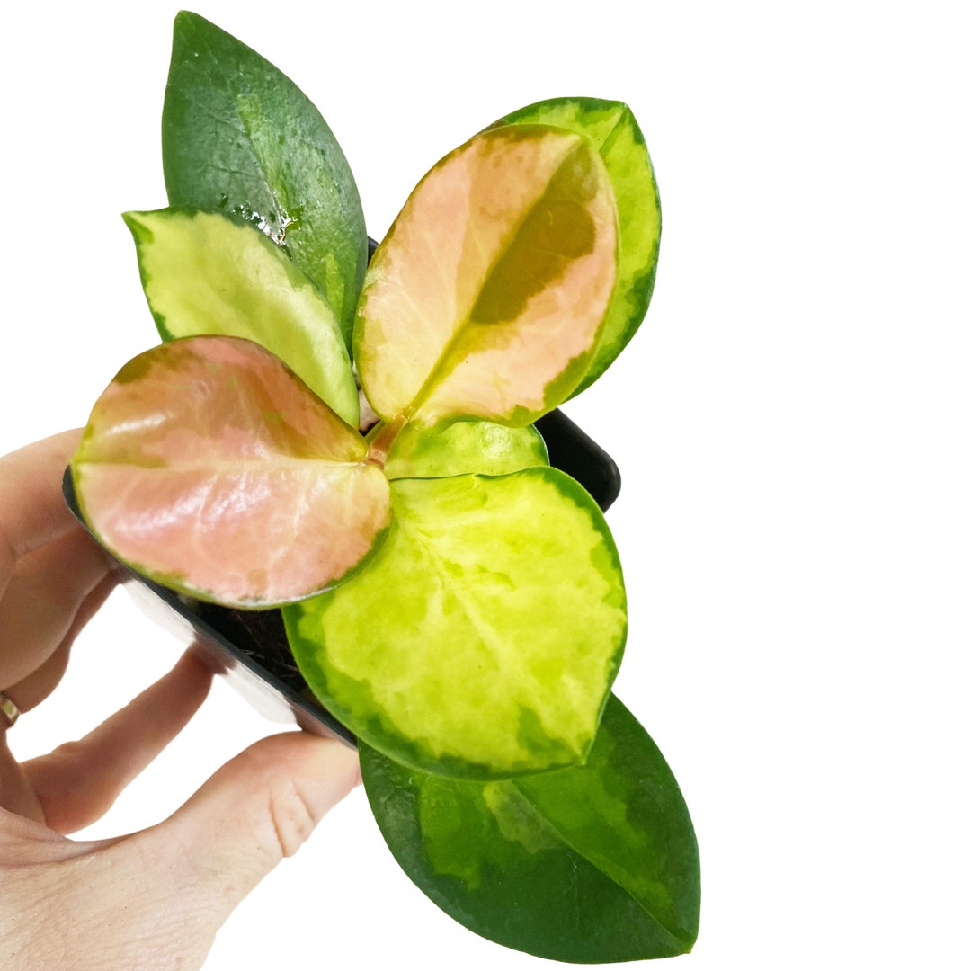 Hoya Australis Lisa Variegated, Red New Growth, Hoya Plant, Pet Safe ...