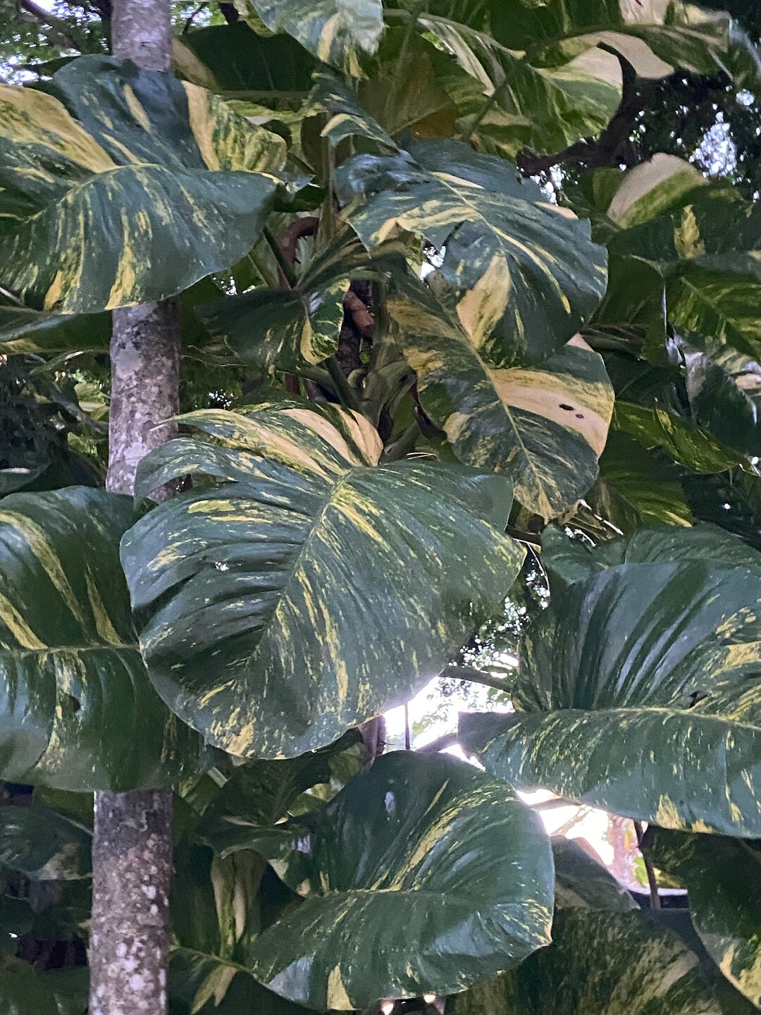 Golden Hawaiian Pothos, Epipremnum Aureum, Devil’s Ivy, Variegated ...