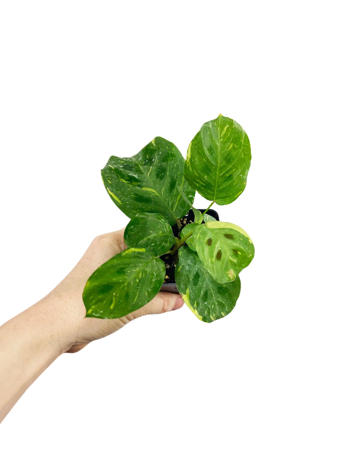 Maranta Beauty Kim, Variegated Prayer Plant, Maranta Kerchoveana ...