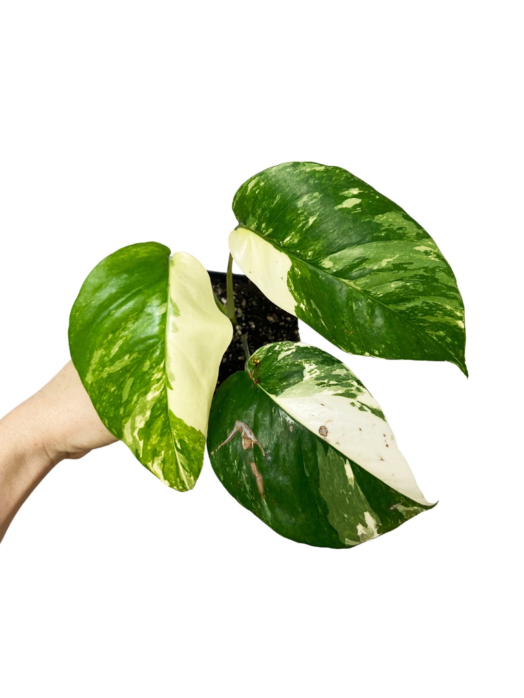Epipremnum Pinnatum Albo, Variegated Pothos, Easy Care Trailing Plant ...