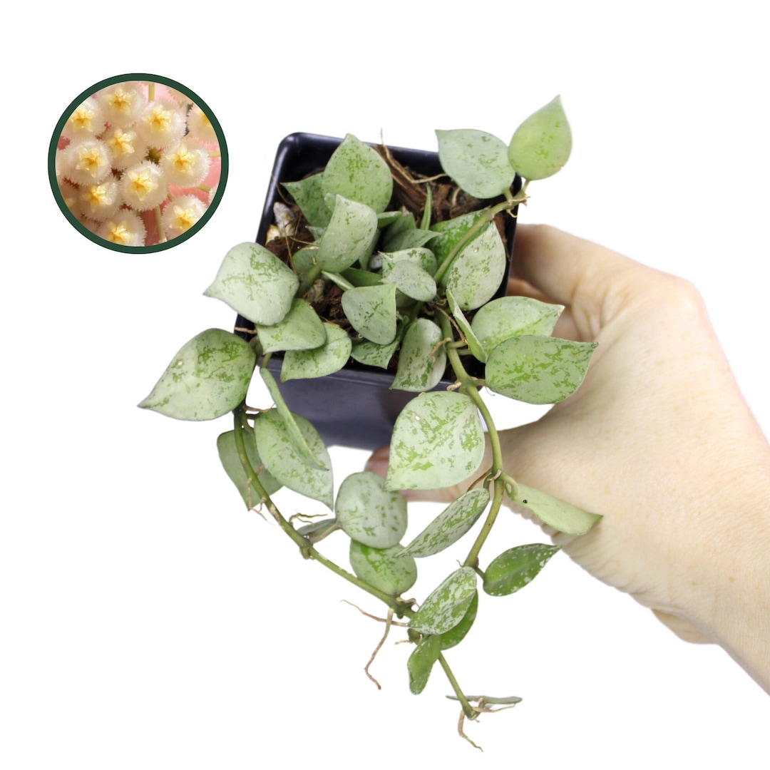 Hoya Krohniana Super Silver, Hoya Silver Splash, Rare Rooted Hoya, Live ...