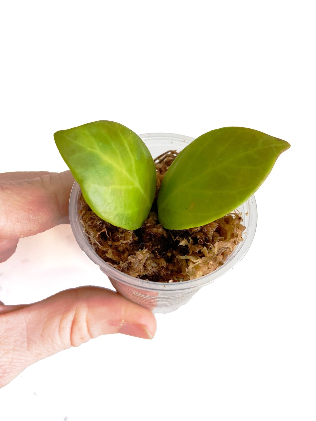Hoya Obscura, Sun-stressing Hoya, Fast Growing Plant, Easy Care Plant ...