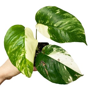 Epipremnum Pinnatum Albo, Variegated Pothos, Easy Care Trailing Plant ...