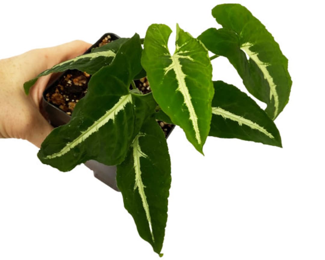 Syngonium Wendlandii, Silver Goosefoot, Live Indoor Houseplant ...