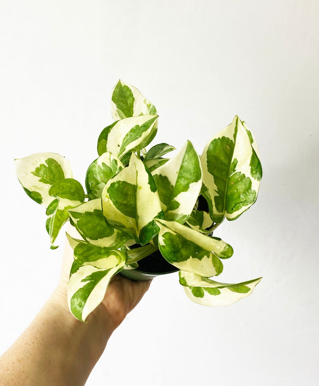 Pothos N' Joy, Epipremnum Aureum, Devils Ivy, Trailing Houseplant, Variegated Pothos Plant, ALL ...