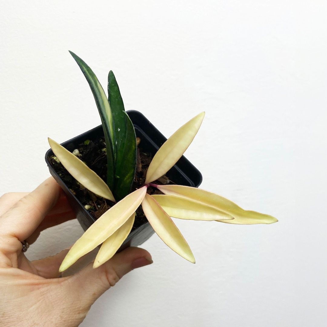 Hoya Wayetti Tricolor, Tricolor Variegation Hoya, Live Trailing Wax ...