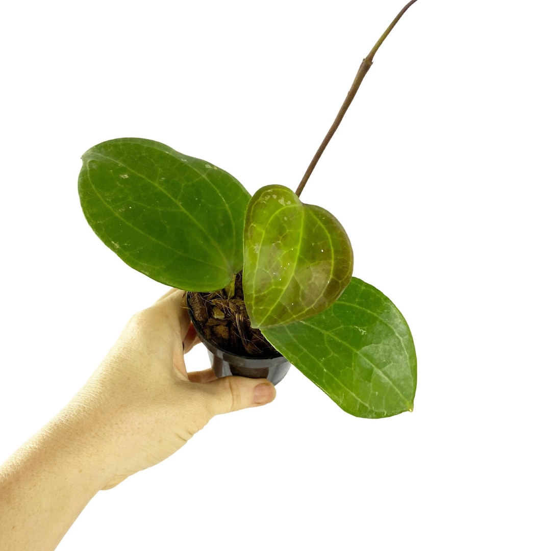 Hoya Sarawak Cream, Hoya Latifolia, Large Leaf Hoya, Live Rare Wax ...