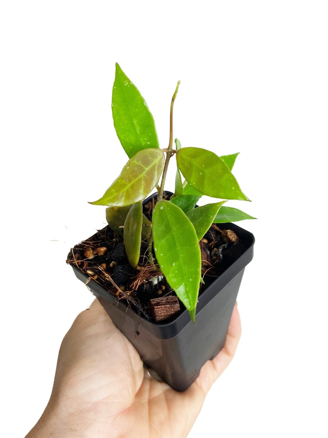 Hoya Rebecca, Trailing Hoya Vine, Sun-stressing Hoya, Live Houseplant ...
