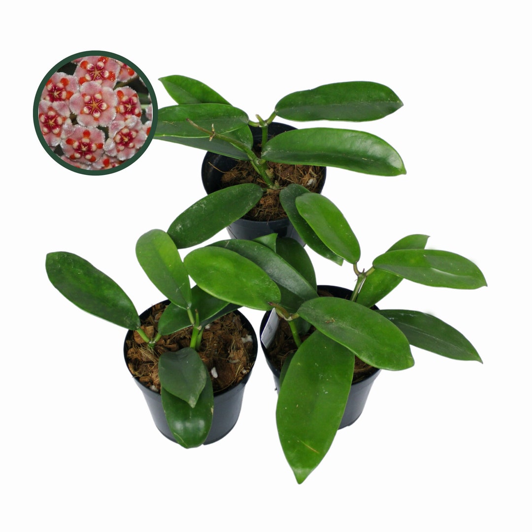 Hoya Meliflua Fast Growing Easy Care Hoya Live Rare Indoor - Etsy